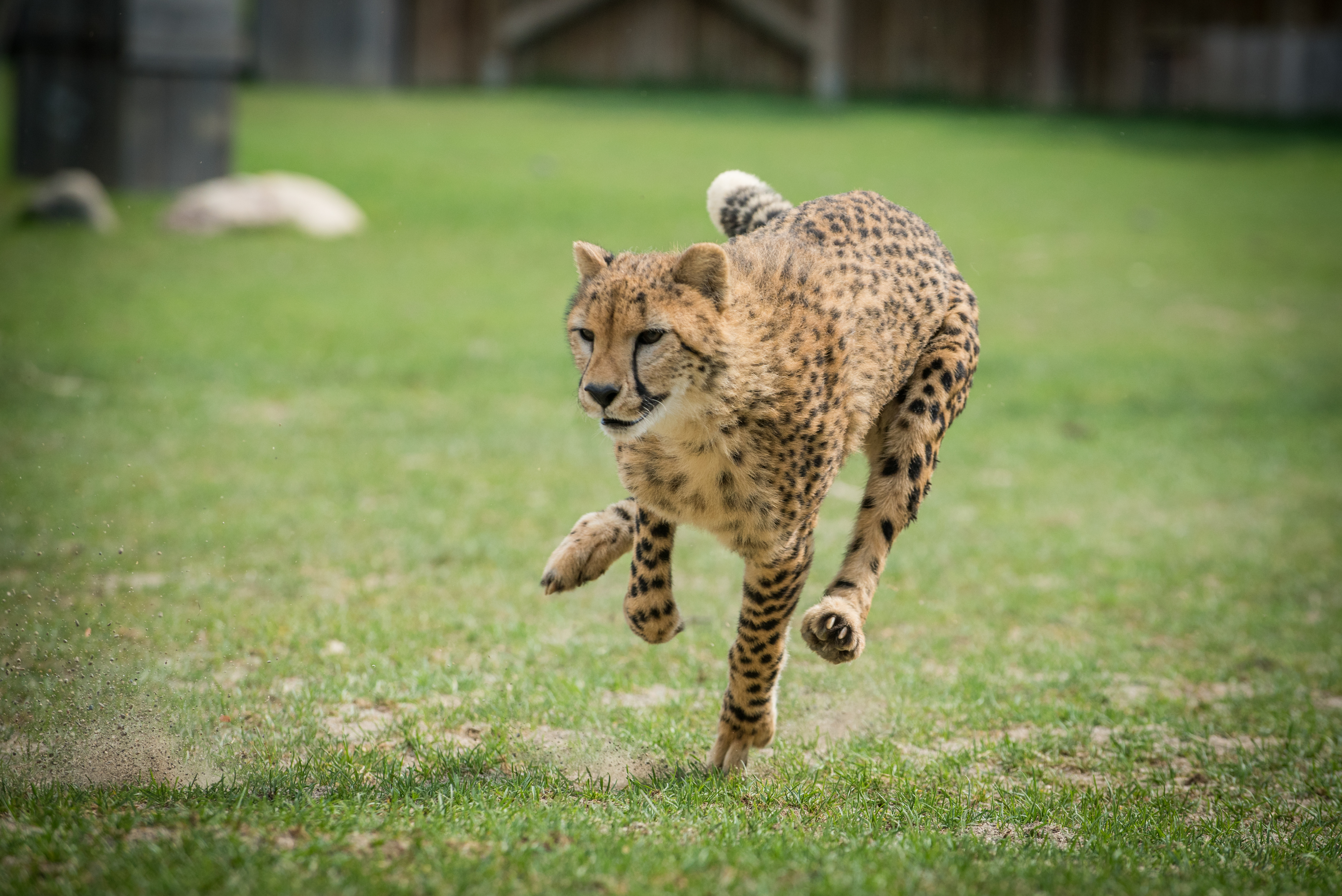 Cheetah | Columbus Zoo and Aquarium